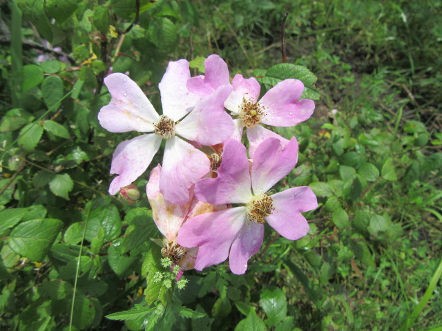 Rosa setigera (Climbing Prairie Rose) « The Belmont Rooster