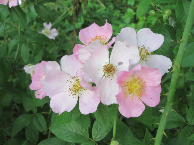 Rosa setigera (Climbing Prairie Rose) « The Belmont Rooster