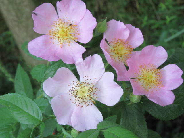 Rosa setigera (Climbing Prairie Rose) « The Belmont Rooster