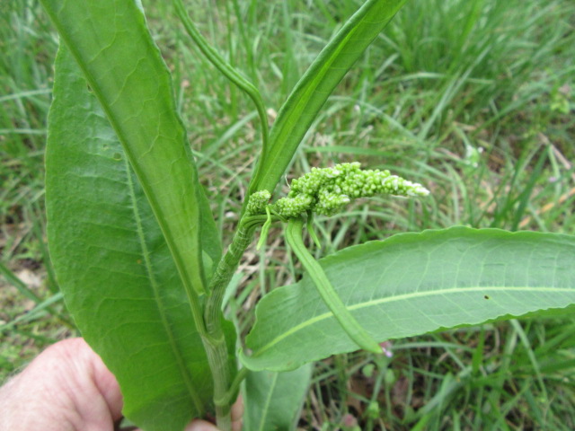 Rumex altissimus (Tall Dock, Pale Dock, ETC.) « The Belmont Rooster