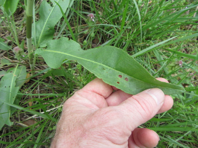 Rumex altissimus (Tall Dock, Pale Dock, ETC.) « The Belmont Rooster