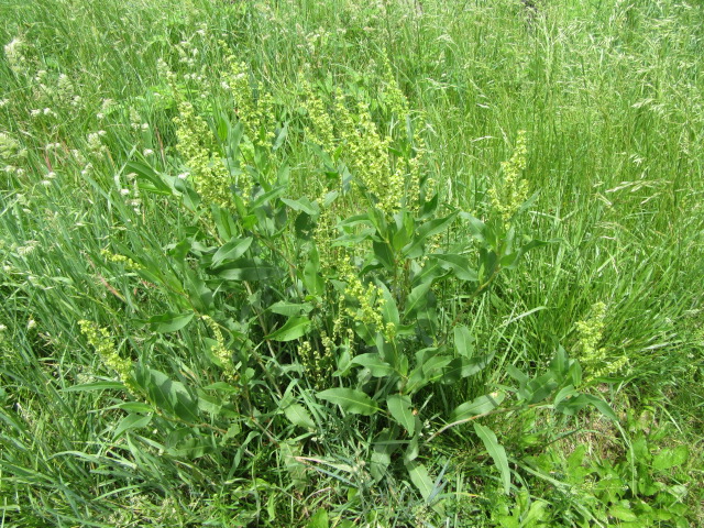 Rumex altissimus (Tall Dock, Pale Dock, ETC.) « The Belmont Rooster