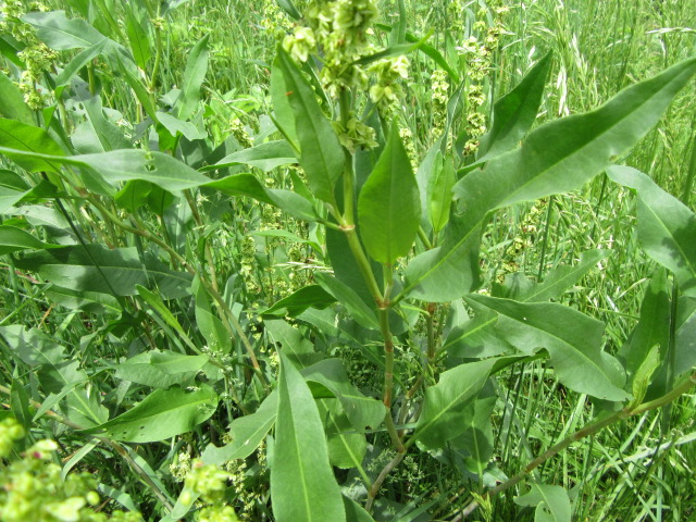 Rumex altissimus (Tall Dock, Pale Dock, ETC.) « The Belmont Rooster