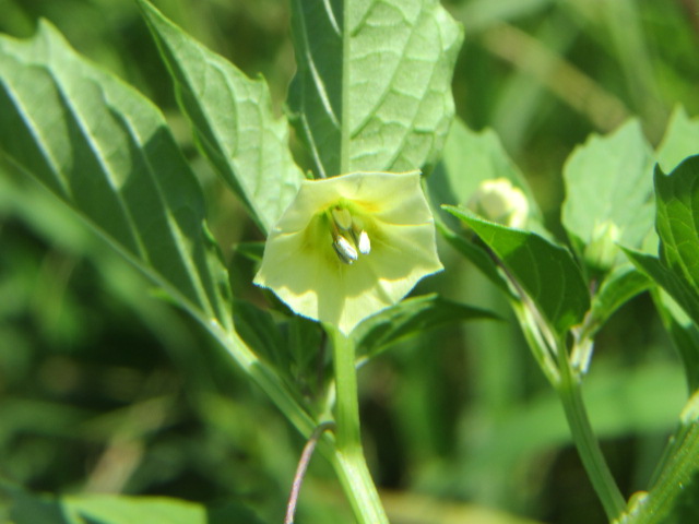 Physalis angulata (Cutleaf Groundcherry) « The Belmont Rooster