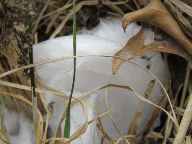 First Photos of 2023-Verbesina virginica (Frostweed/White Crownbeard ...