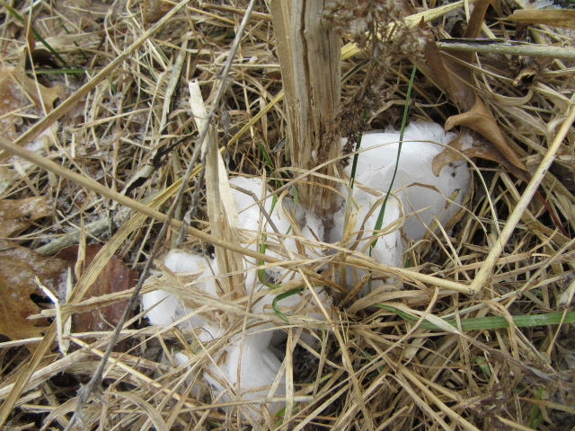 First Photos of 2023-Verbesina virginica (Frostweed/White Crownbeard ...