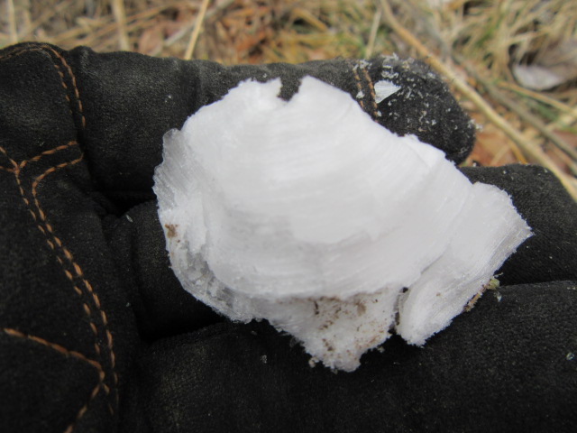 First Photos of 2023-Verbesina virginica (Frostweed/White Crownbeard ...