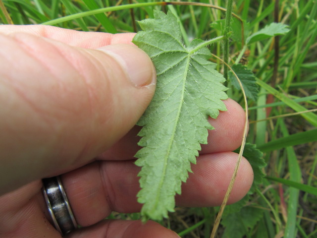 Tragia betonicifolia (Betony-Leaf Noseburn) « The Belmont Rooster