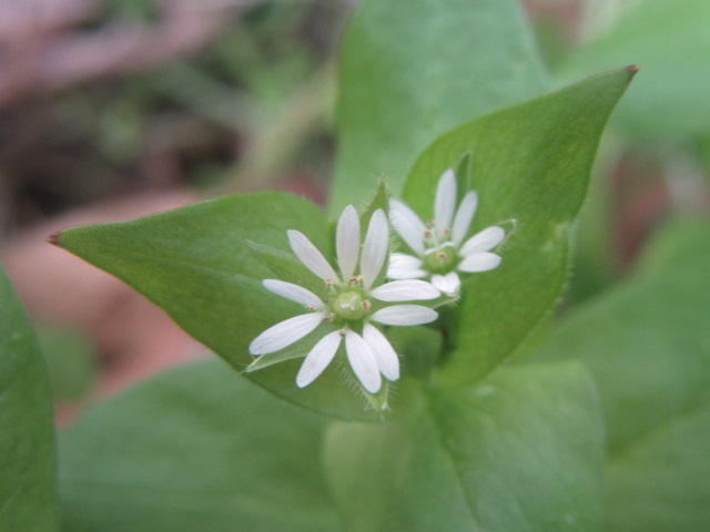 Stellaria neglecta (Greater Chickweed) « The Belmont Rooster