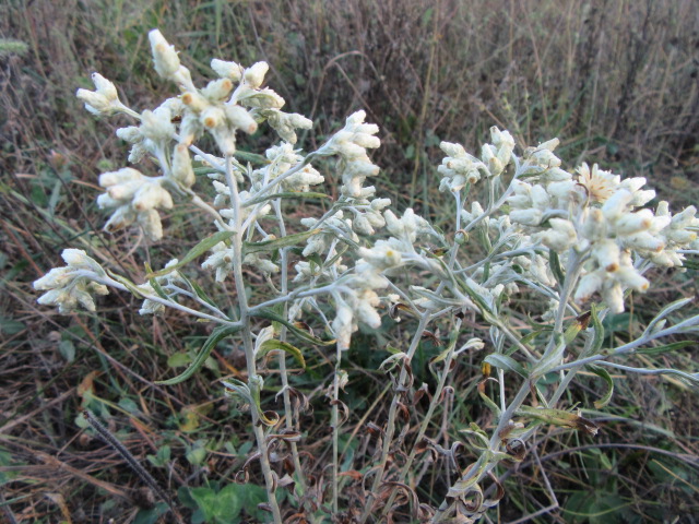 What A Find: Pseudognaphalium obtusifolia (Sweet Everlasting) « The ...