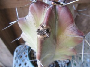 Stenocereus pruinosus (Gray Ghost or Organ Pipe Cactus) « The Belmont ...