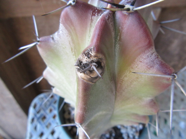 Stenocereus pruinosus (Gray Ghost or Organ Pipe Cactus) « The Belmont ...