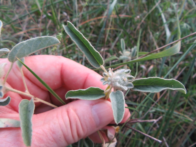Croton capitatus (Hogwort, Woolly Croton, Goatweed, ETC.) « The Belmont ...