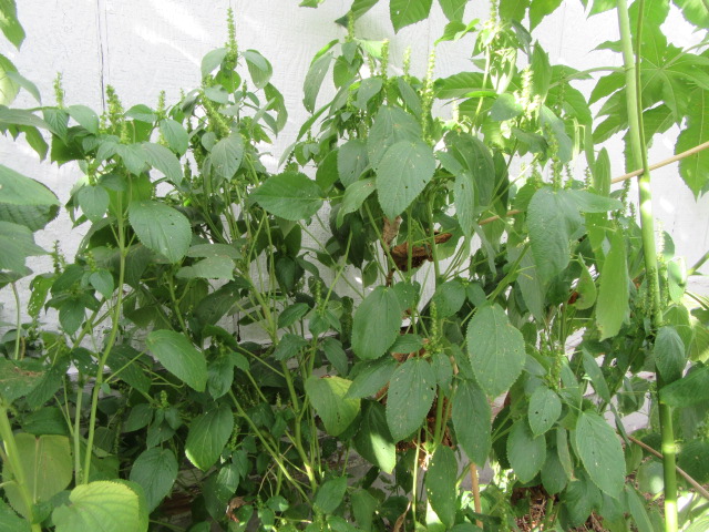 Euphorbiaceae Family: « The Belmont Rooster