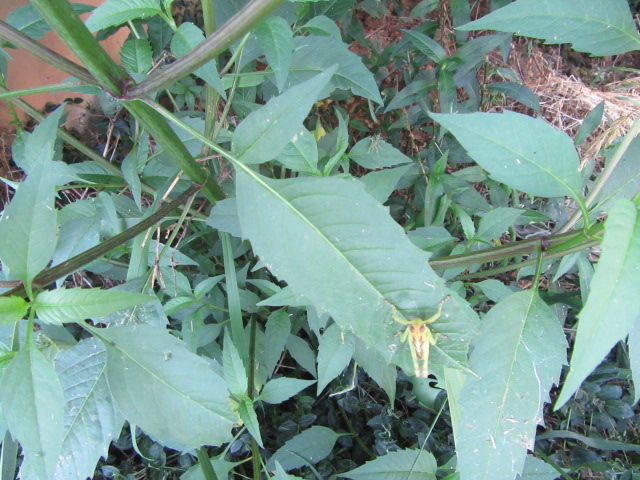 Bidens tripartita (Three-Parted Beggarticks) « The Belmont Rooster