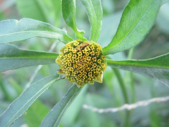 Bidens tripartita (Three-Parted Beggarticks) « The Belmont Rooster