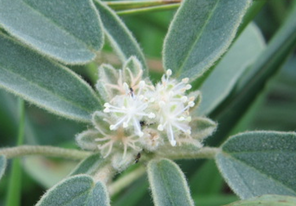 Croton capitatus (Hogwort, Woolly Croton, Goatweed, ETC.) « The Belmont ...