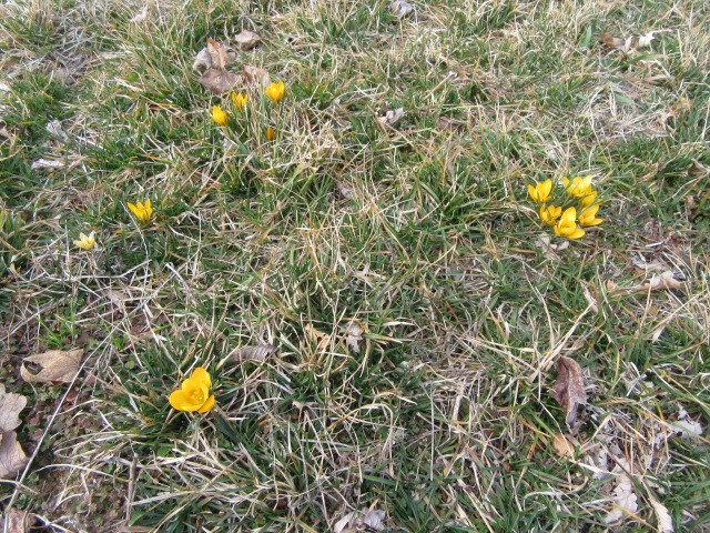 The Crocus Are Blooming! « The Belmont Rooster