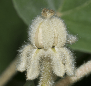 Croton capitatus (Hogwort, Woolly Croton, Goatweed, ETC.) « The Belmont ...