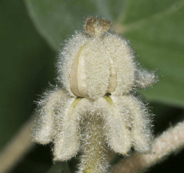 Croton capitatus (Hogwort, Woolly Croton, Goatweed, ETC.) « The Belmont ...