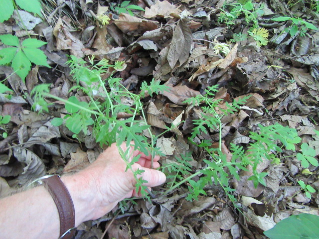 Ellisia nyctelea (Aunt Lucy) « The Belmont Rooster