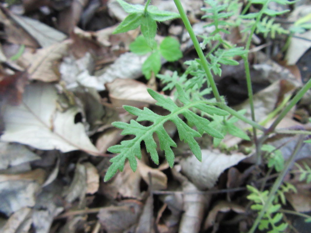 Ellisia nyctelea (Aunt Lucy) « The Belmont Rooster
