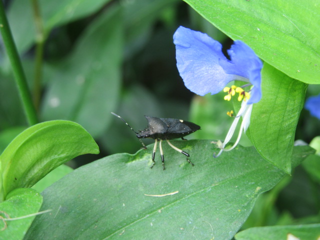 Wordless Wednesday: Proxys punctulatus (Black Stink Bug) « The Belmont ...