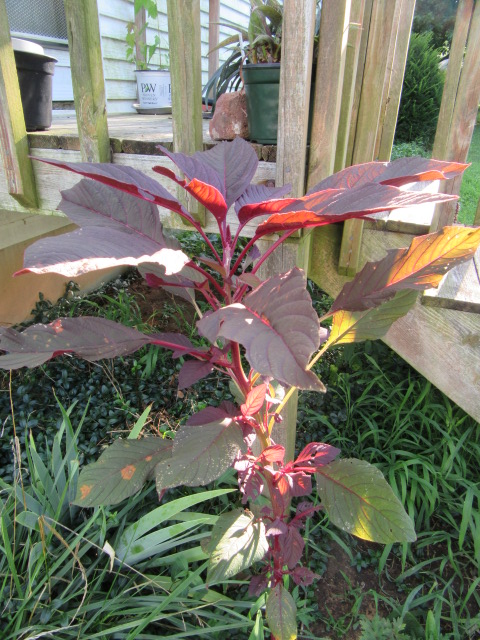 Amaranthus cruentus ‘Red Spike’ (Red Amaranthus) « The Belmont Rooster