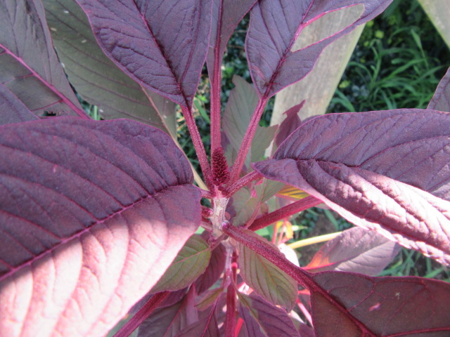 Amaranthus cruentus ‘Red Spike’ (Red Amaranthus) « The Belmont Rooster