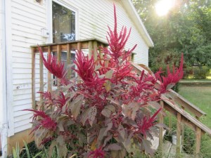 Amaranthus cruentus ‘Red Spike’ (Red Amaranthus) « The Belmont Rooster