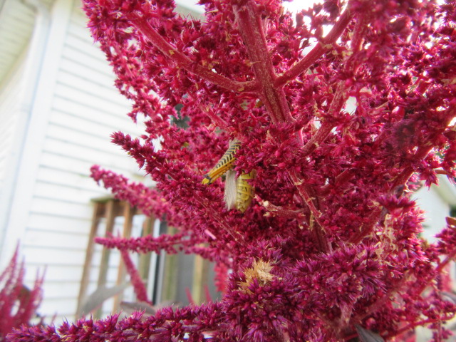 Amaranthus cruentus ‘Red Spike’ (Red Amaranthus) « The Belmont Rooster
