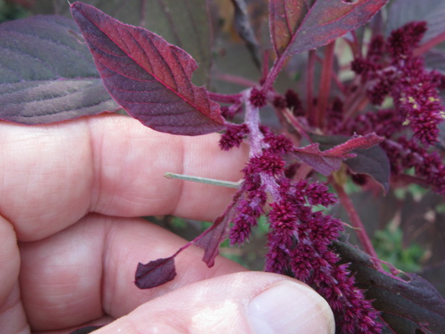Amaranthus cruentus ‘Red Spike’ Review « The Belmont Rooster