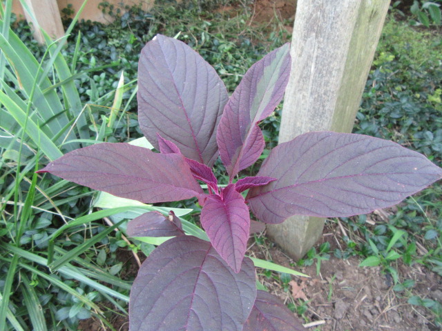 Amaranthus cruentus ‘Red Spike’ (Red Amaranthus) « The Belmont Rooster