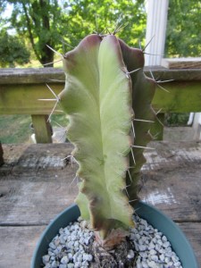 Stenocereus pruinosus (Gray Ghost or Organ Pipe Cactus) « The Belmont ...