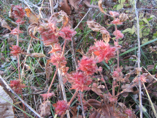 Acalypha gracilens (Slender Three-Seeded Mercury) « The Belmont Rooster