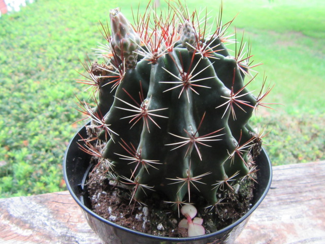 Thelocactus setispinus (Miniature Barrel Cactus) « The Belmont Rooster