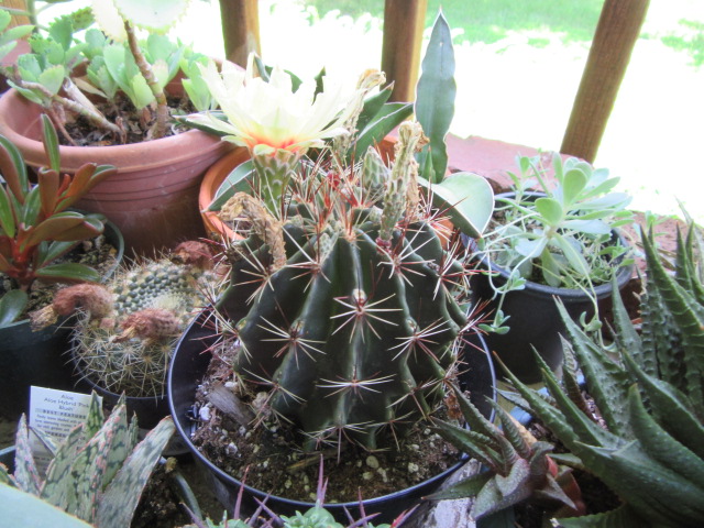 Thelocactus setispinus (Miniature Barrel Cactus) « The Belmont Rooster