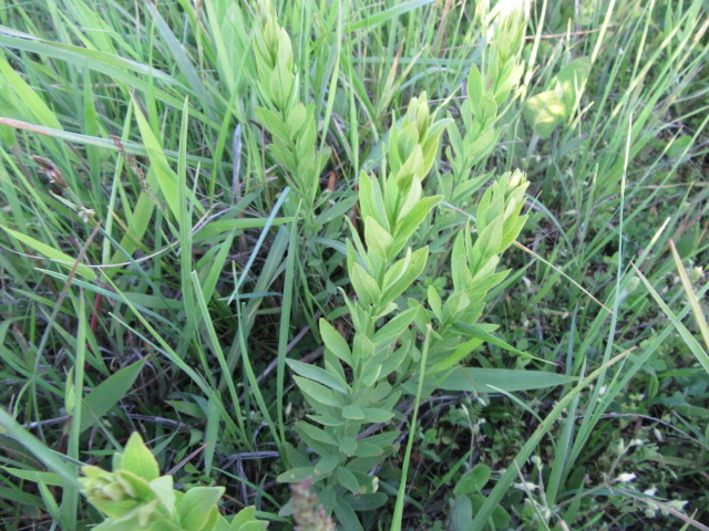 Comandra umbellata (Bastard Toadflax) « The Belmont Rooster