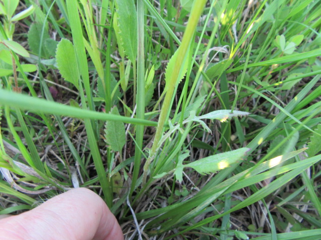 Packera plattensis (Prairie Groundsel, Prairie Ragwort, Etc.) « The ...