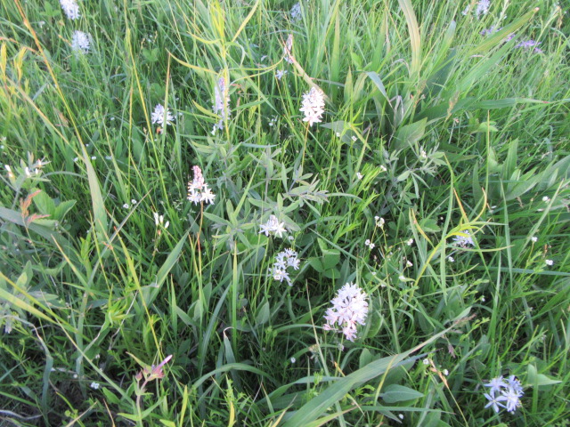Camassia scilloides (Wild Hyacinth/Atlantic Camas) « The Belmont Rooster