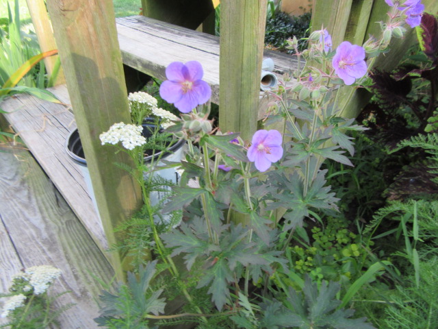 Geranium pratense ‘Boom Chocolatta’ (Meadow Cranesbill) « The Belmont ...