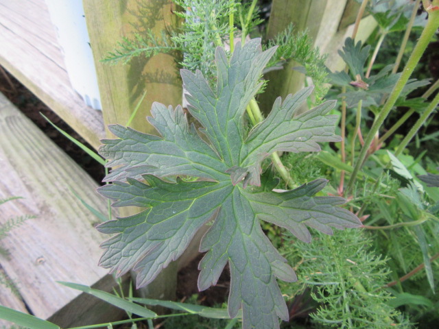 Geranium pratense ‘Boom Chocolatta’ (Meadow Cranesbill) « The Belmont ...