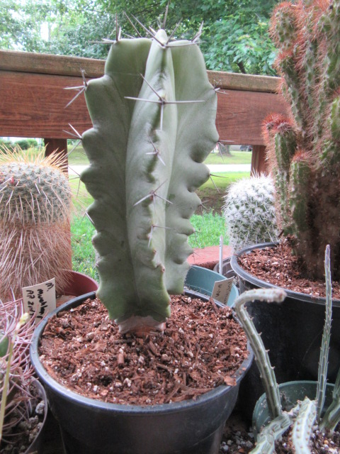 Stenocereus pruinosus (Gray Ghost or Organ Pipe Cactus) « The Belmont ...