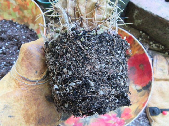 The Belmont Rooster « A Blog usually about plants and gardening in west ...