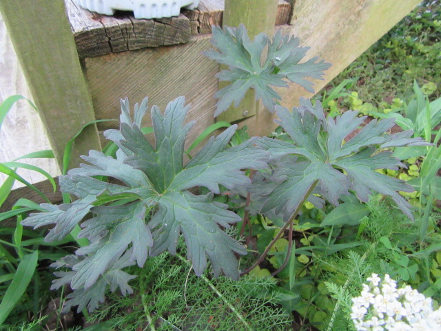 Geranium pratense ‘Boom Chocolatta’ (Meadow Cranesbill) « The Belmont ...