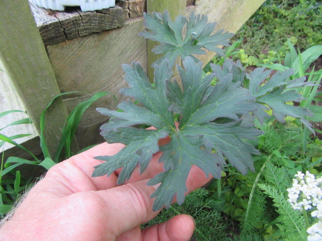 Geranium pratense ‘Boom Chocolatta’ (Meadow Cranesbill) « The Belmont ...