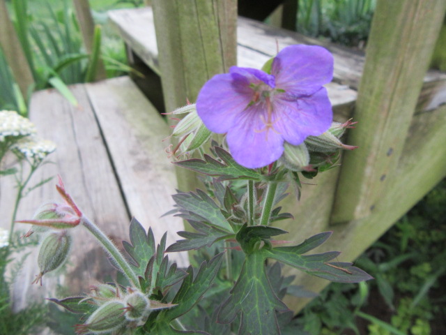 Geranium pratense ‘Boom Chocolatta’ (Meadow Cranesbill) « The Belmont ...
