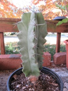 Stenocereus pruinosus (Gray Ghost or Organ Pipe Cactus) « The Belmont ...